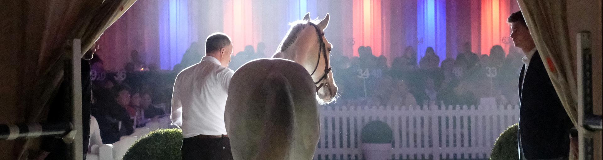 Sport Horse Sales | Holger Hetzel